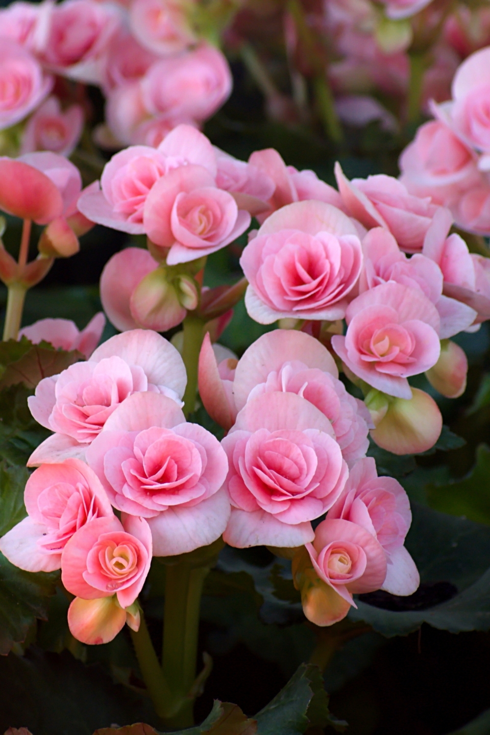 How to grow and care for begonias | Better Homes and Gardens