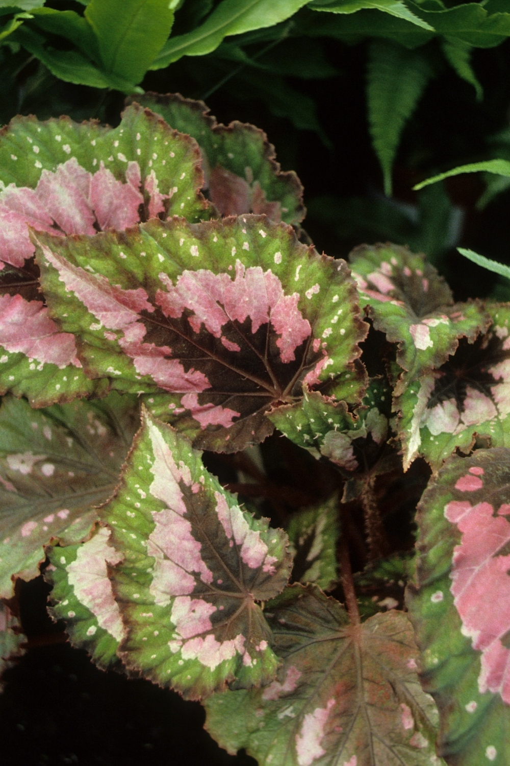 How to grow and care for begonias | Better Homes and Gardens