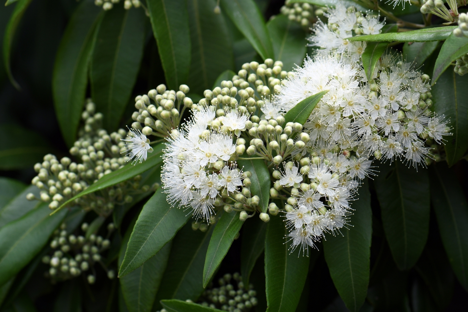 How to grow lemon myrtle | Better Homes and Gardens