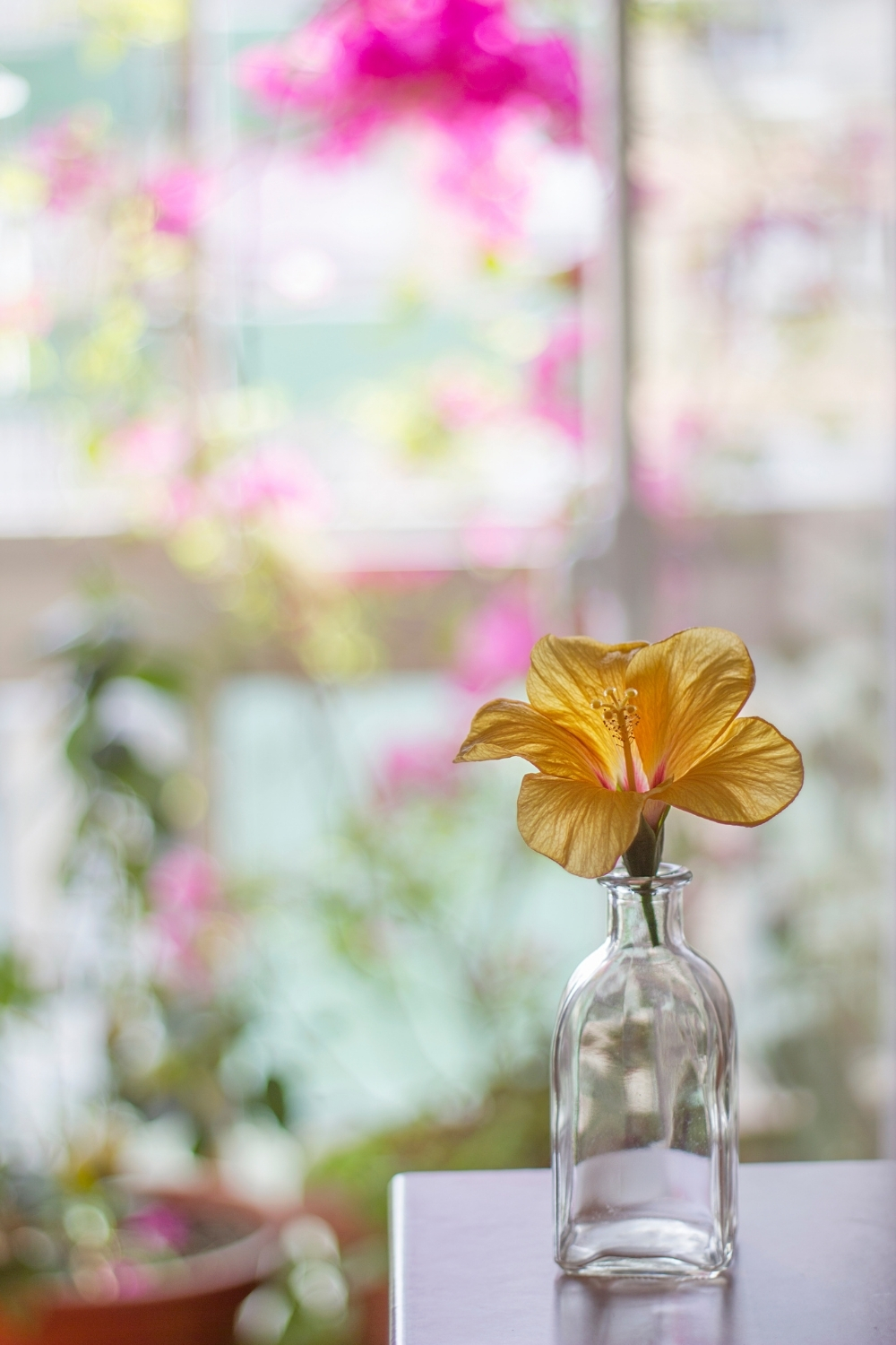 How to grow hibiscus flowers | Better Homes and Gardens