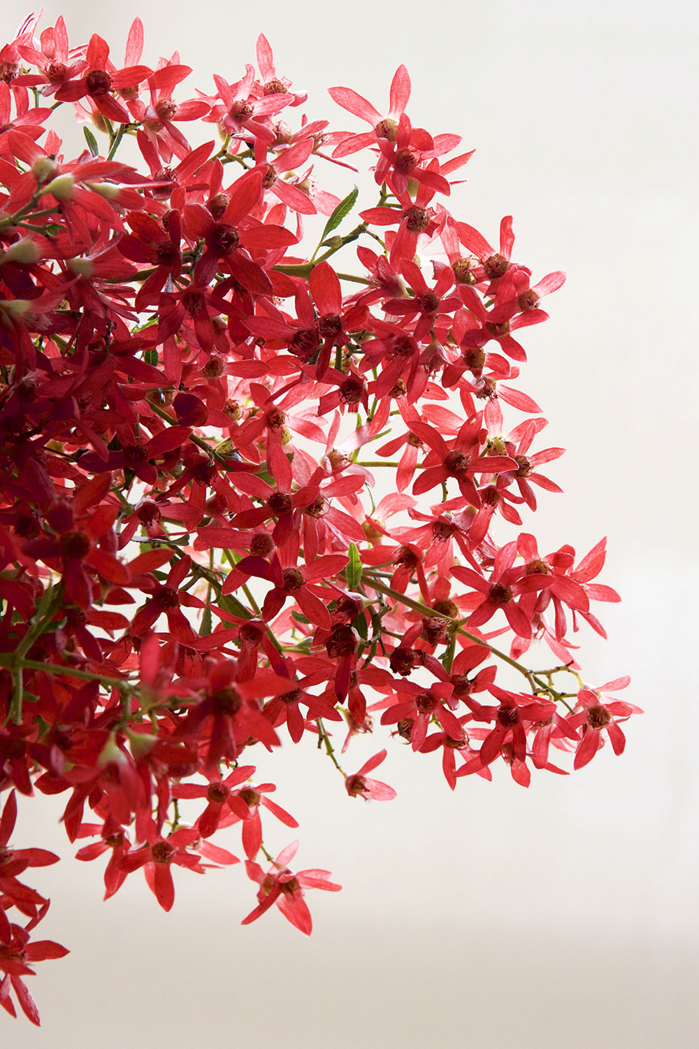 10 plants that will add extra Christmas cheer to your garden | Better ...