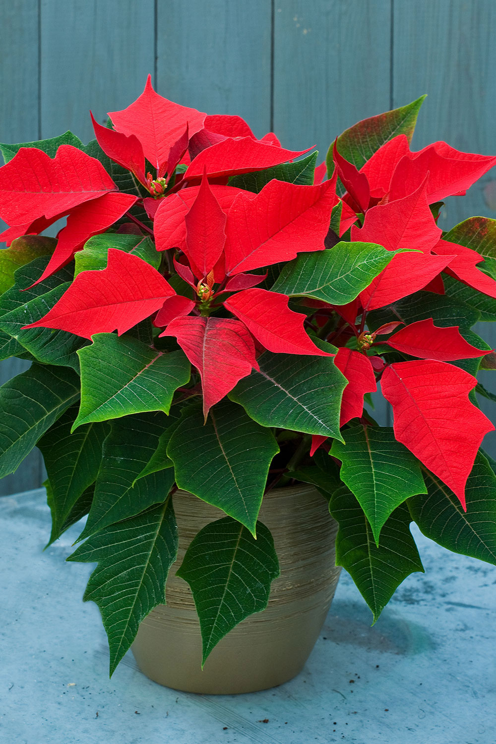 Poinsettia plant 101 | Better Homes and Gardens