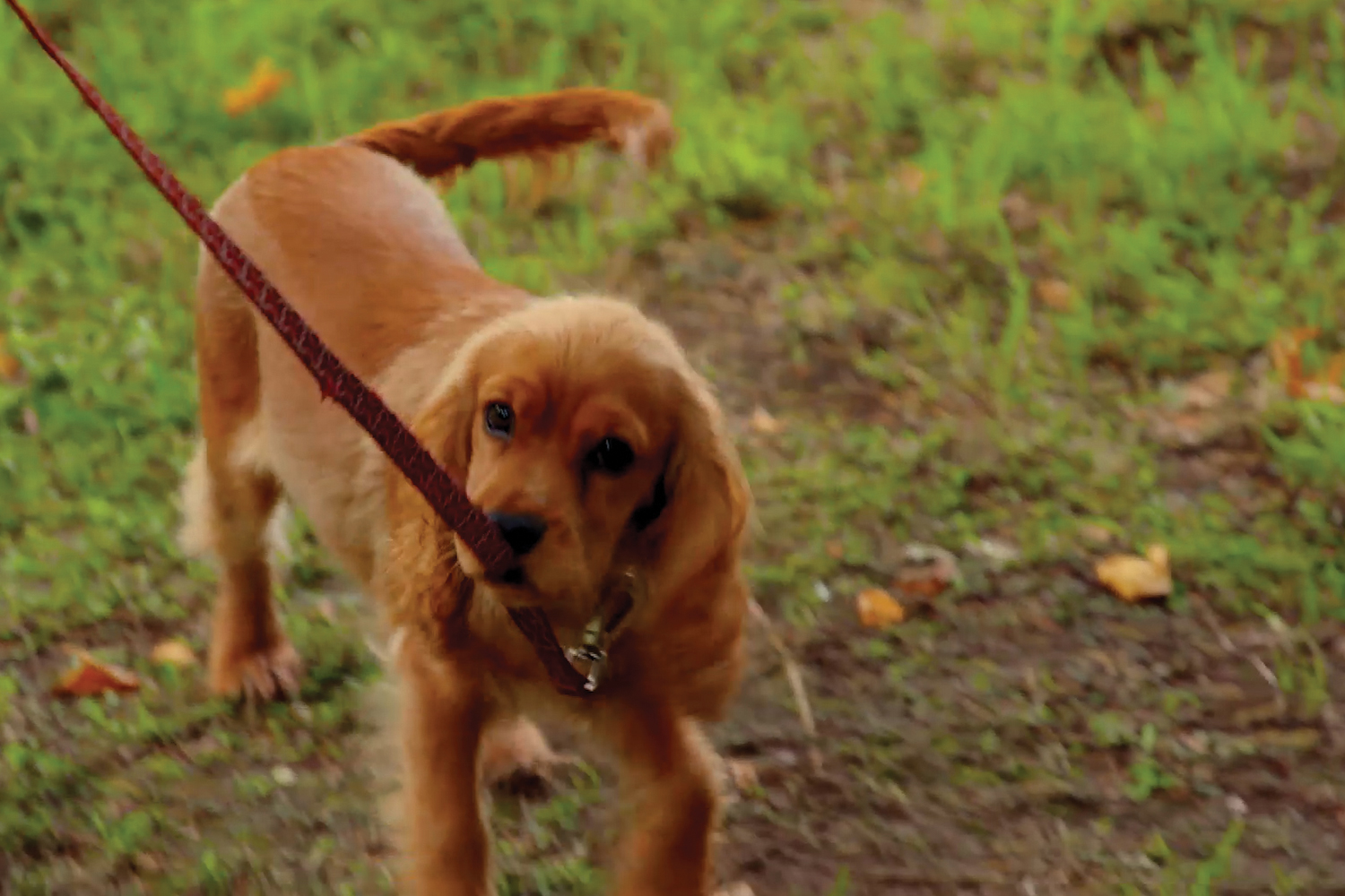 Dr Harry meets Charlie and Juliet's dogs | Better Homes and Gardens