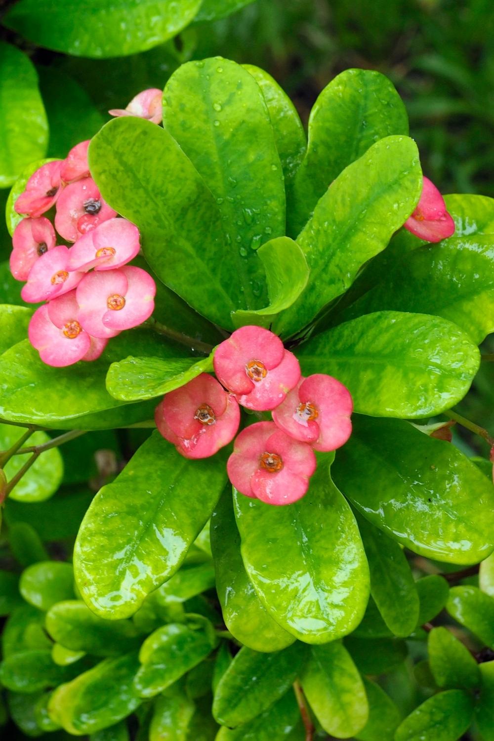 Embrace your euphorbia euphoria! | Better Homes and Gardens