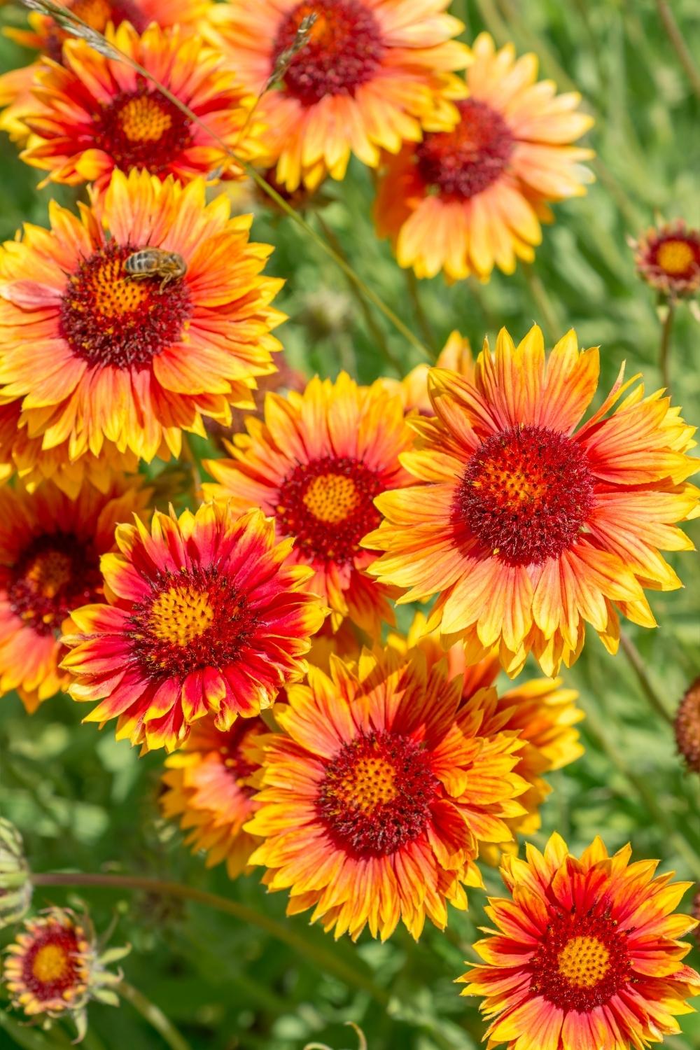 How To Grow Daisies: 13 Types of Daisy Flowers For Your Garden | Better ...
