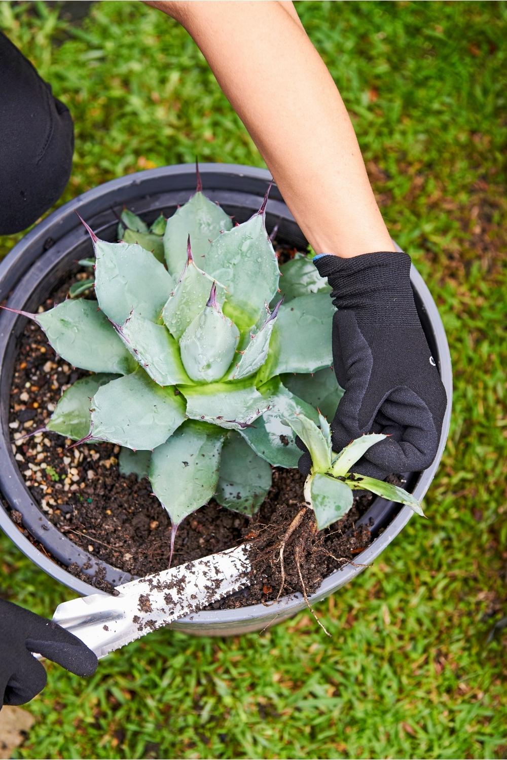 How to propagate pot plants | Better Homes and Gardens
