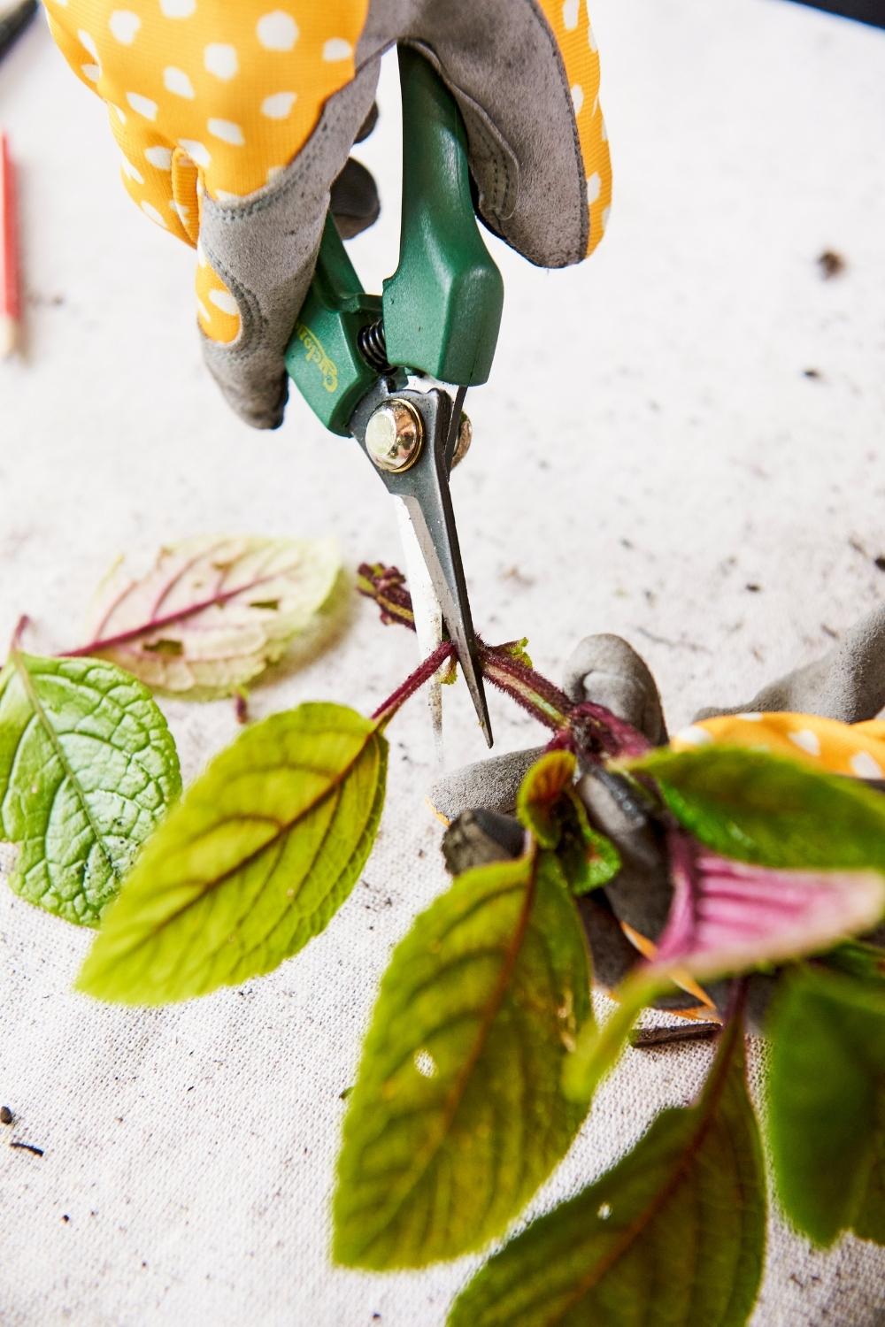 How to propagate pot plants | Better Homes and Gardens