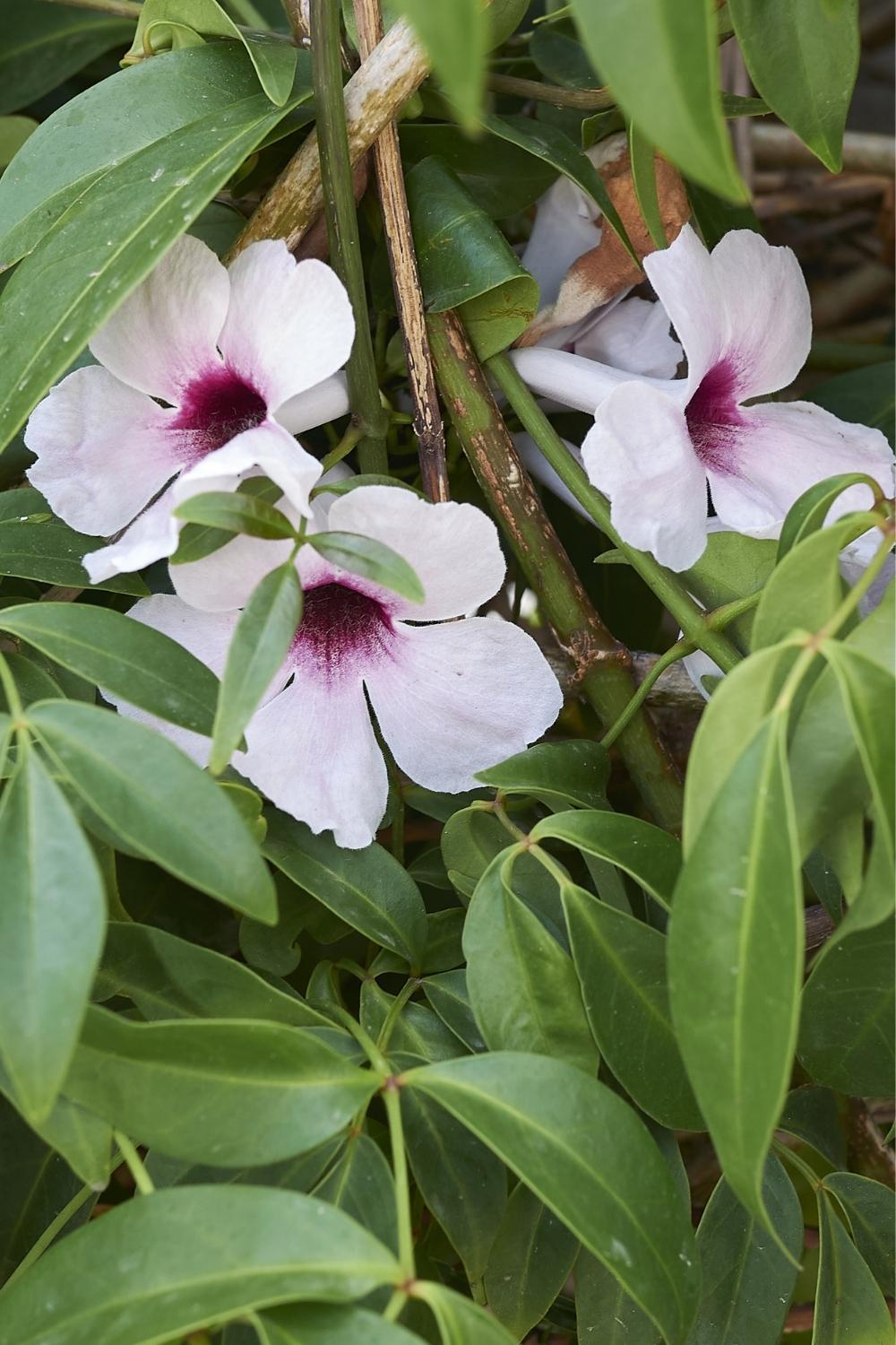 How to create a bush garden | Better Homes and Gardens