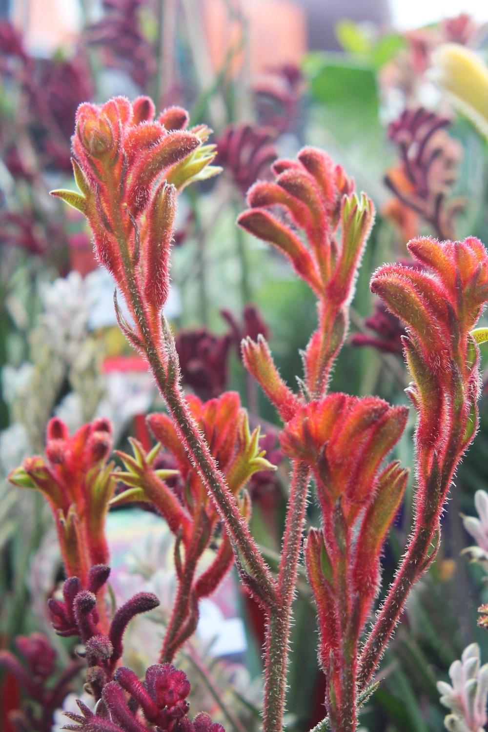 How to create a bush garden | Better Homes and Gardens