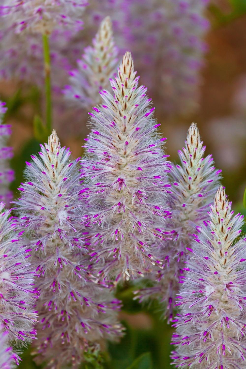 How to create a bush garden | Better Homes and Gardens