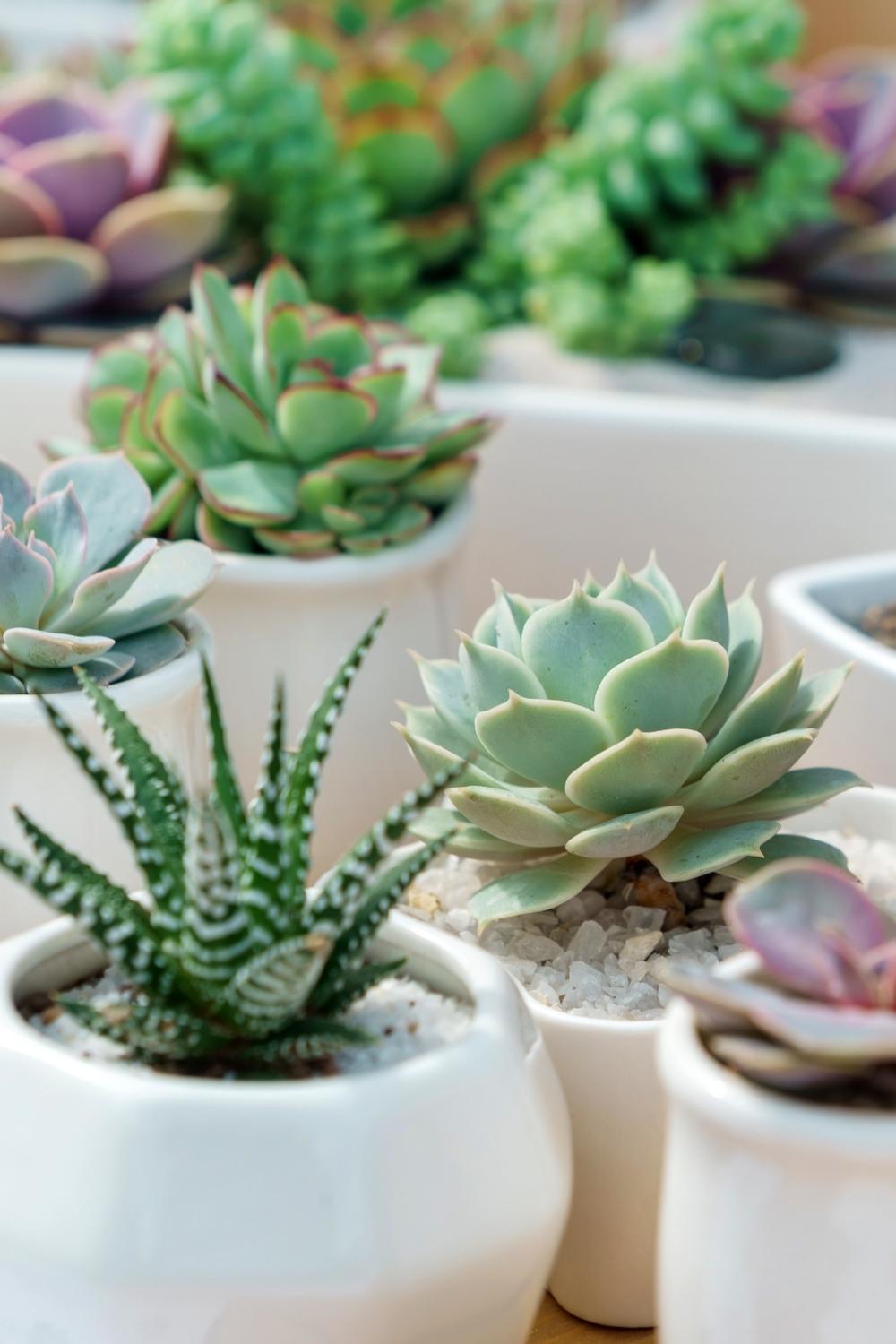 15 Of The Best Indoor Plants For Your Home | Better Homes and Gardens