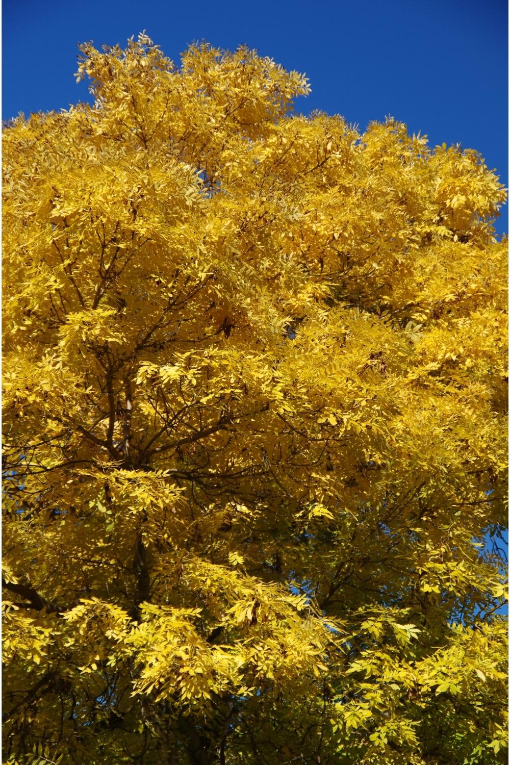 10 of the best autumn trees | Better Homes and Gardens