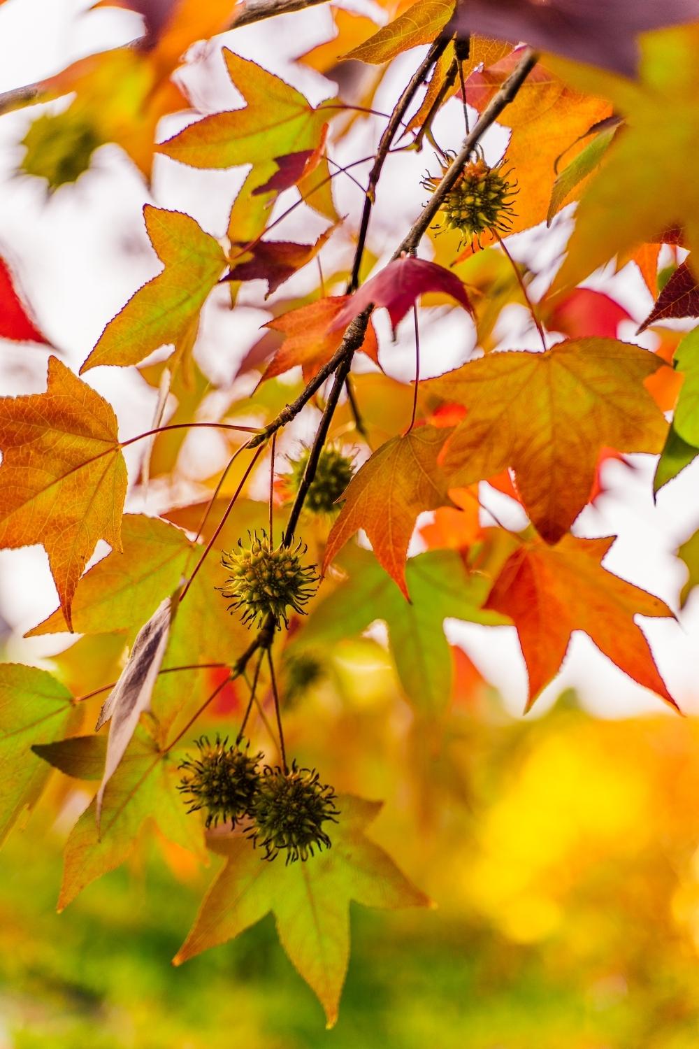 10 of the best autumn trees | Better Homes and Gardens
