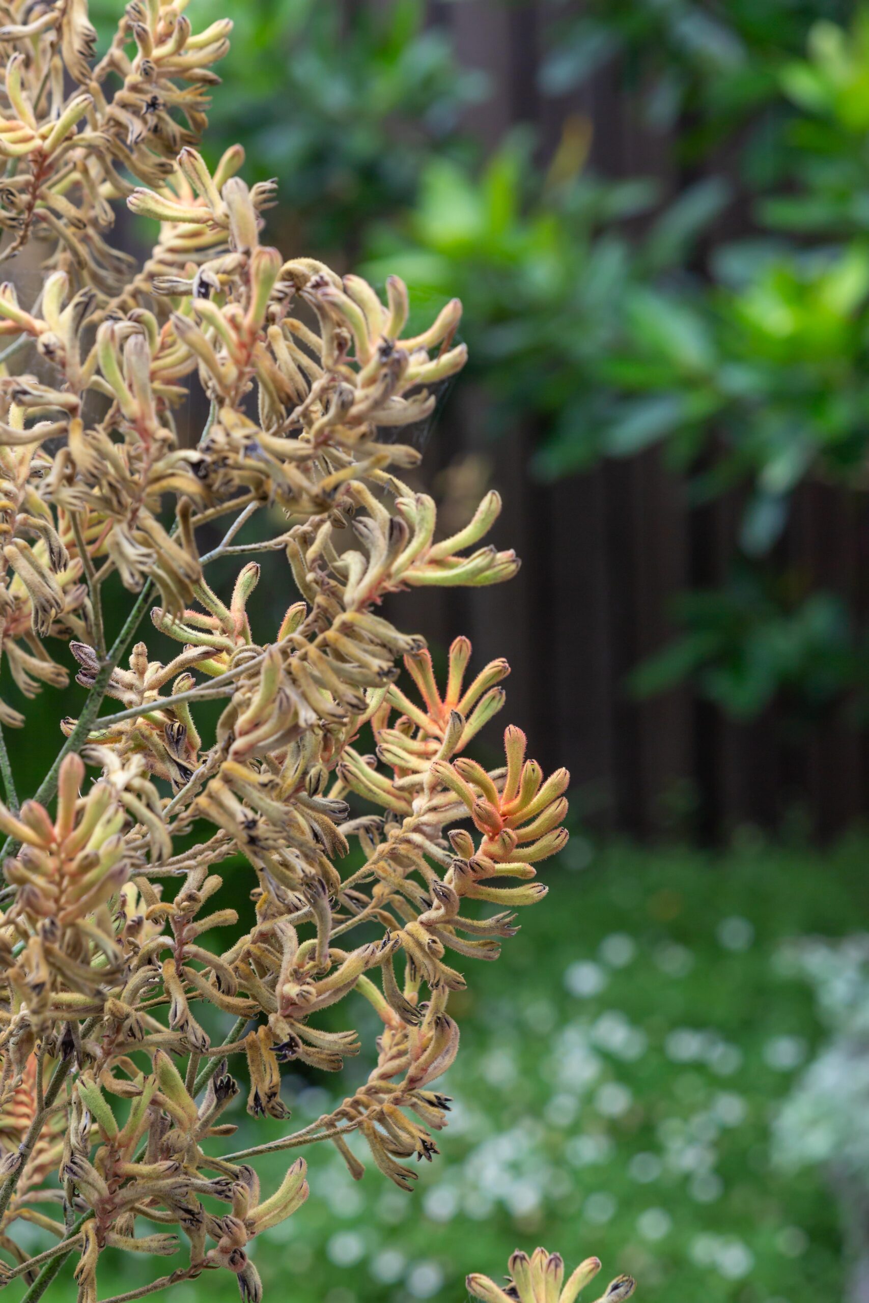 How to create your own native cottage garden | Better Homes and Gardens