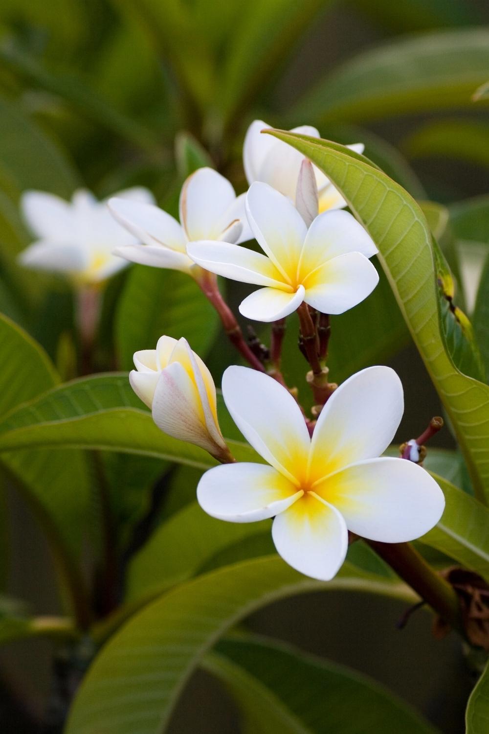 How To Grow Frangipanis | Better Homes and Gardens