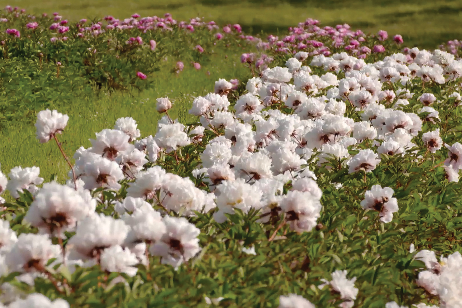 Melissa visits Spring Hill Peony Farm | Better Homes and Gardens
