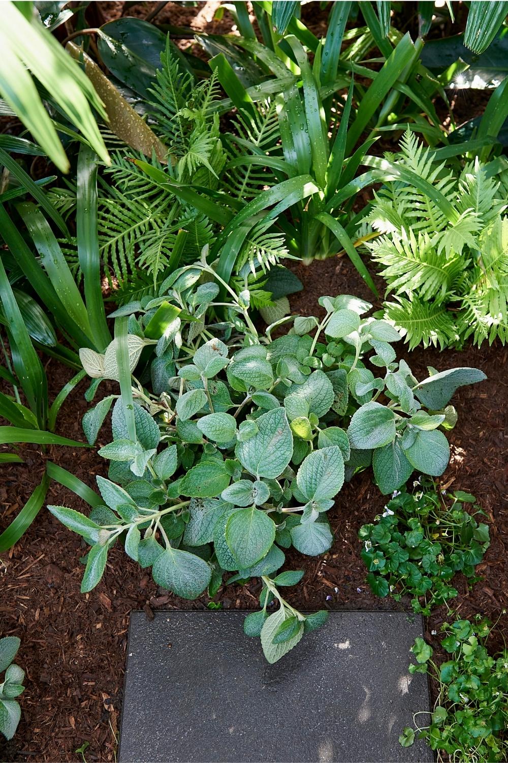 How to fix a problem patch in the garden | Better Homes and Gardens