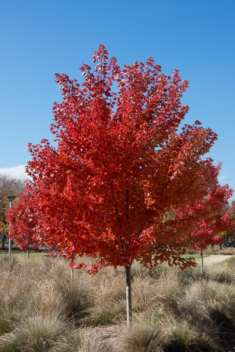 Charlie’s top gardening tips for Autumn | Better Homes and Gardens