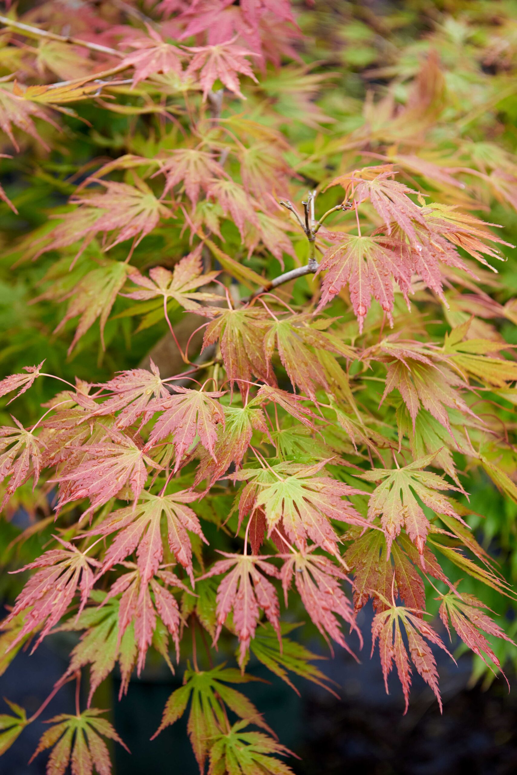 How to grow a Japanese maple | Better Homes and Gardens