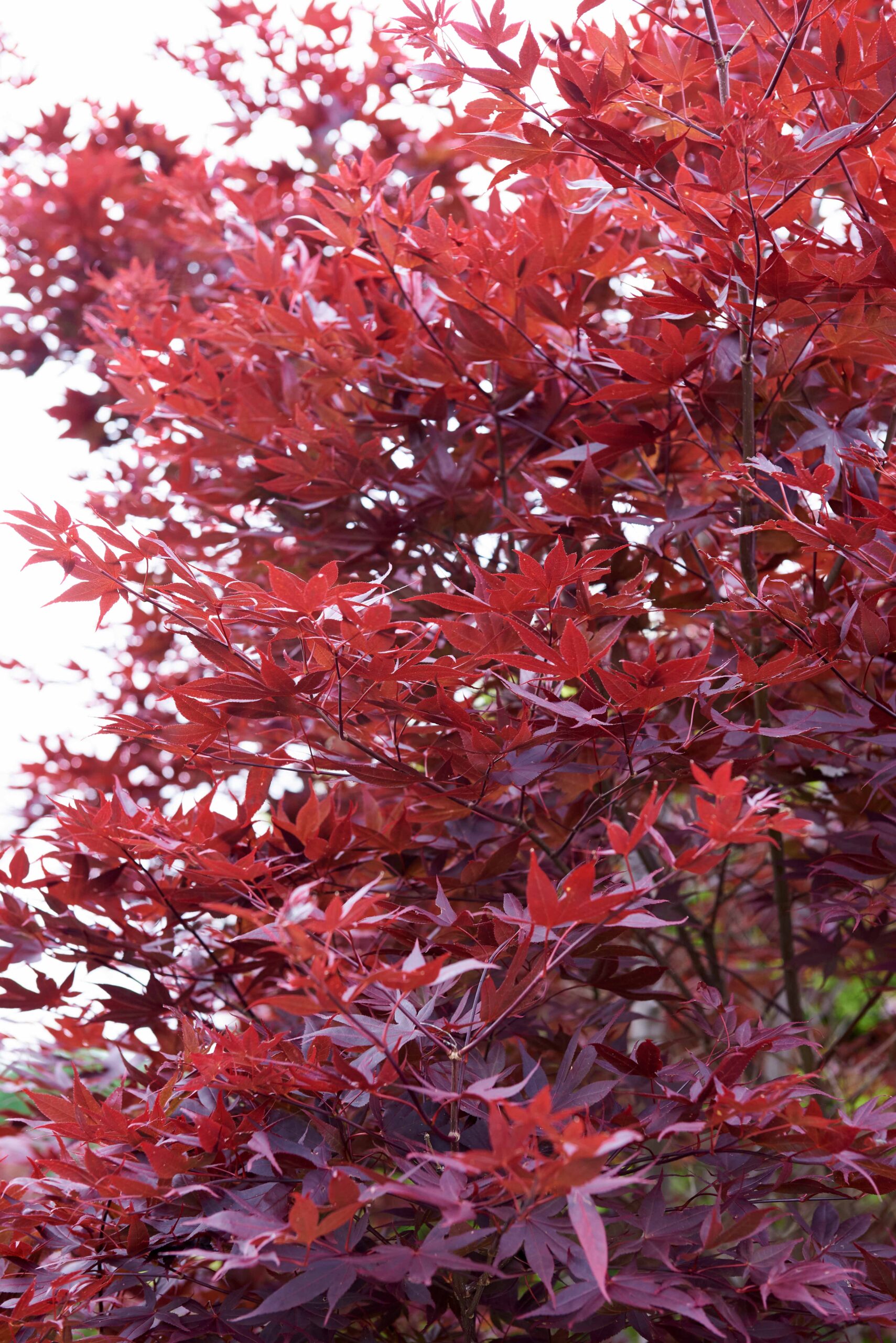 How to grow a Japanese maple | Better Homes and Gardens