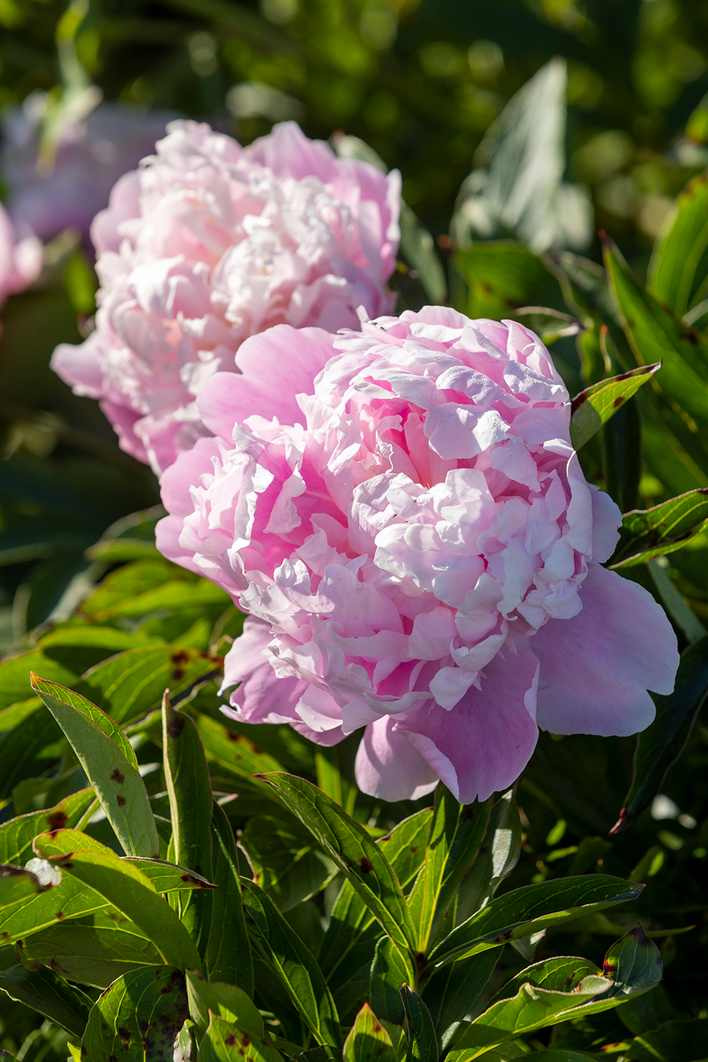 How to grow peonies | Better Homes and Gardens