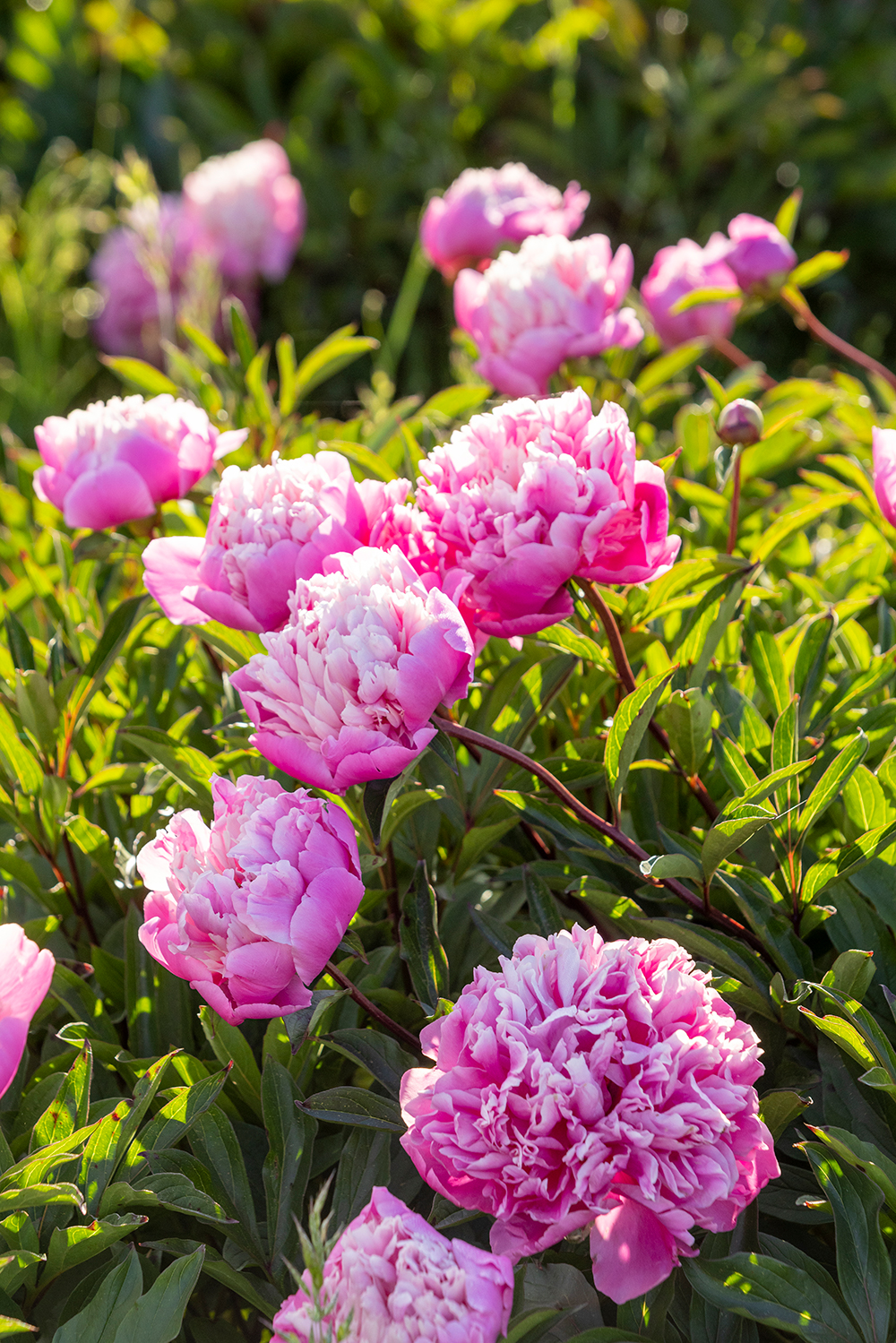 How to grow peonies | Better Homes and Gardens