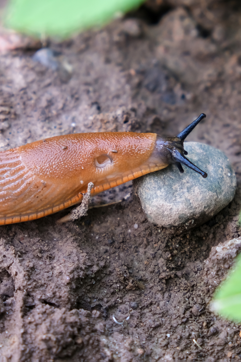 Garden pests: 9 common garden pests and how to get rid of them | Better ...