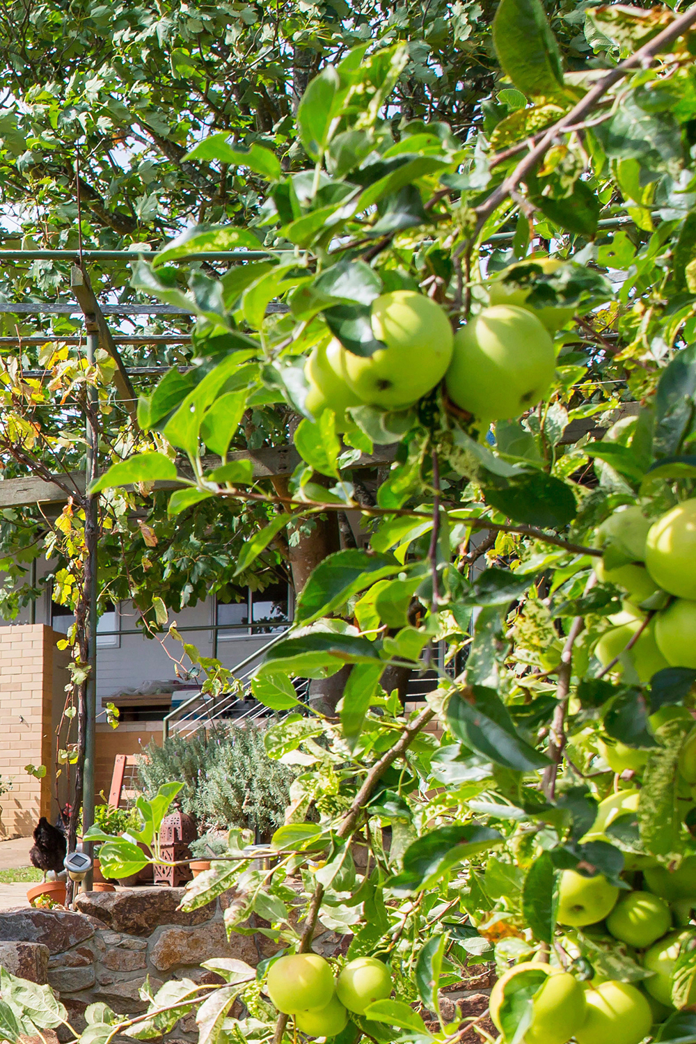 How to grow an apple tree | Better Homes and Gardens