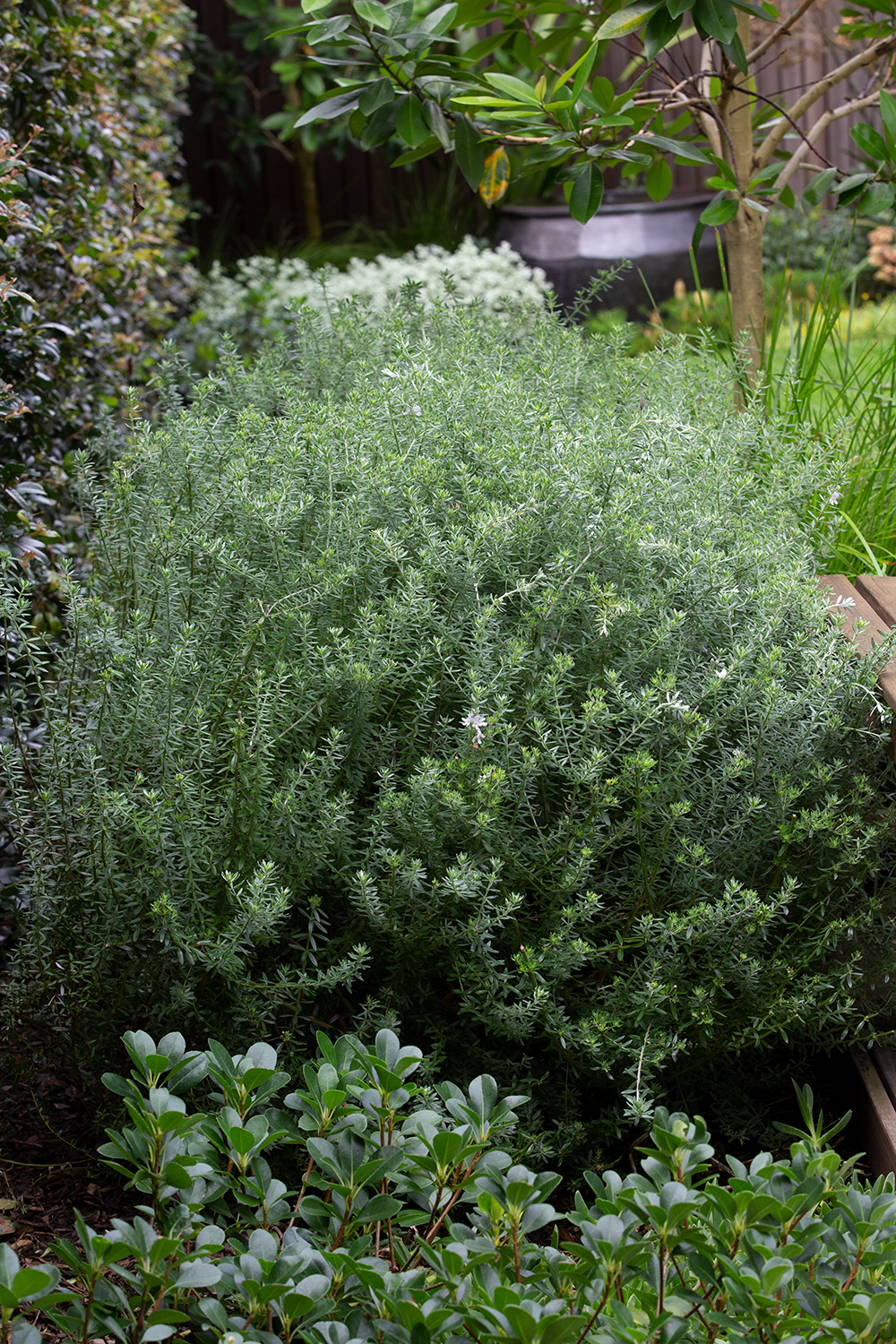 How to create your own native cottage garden | Better Homes and Gardens