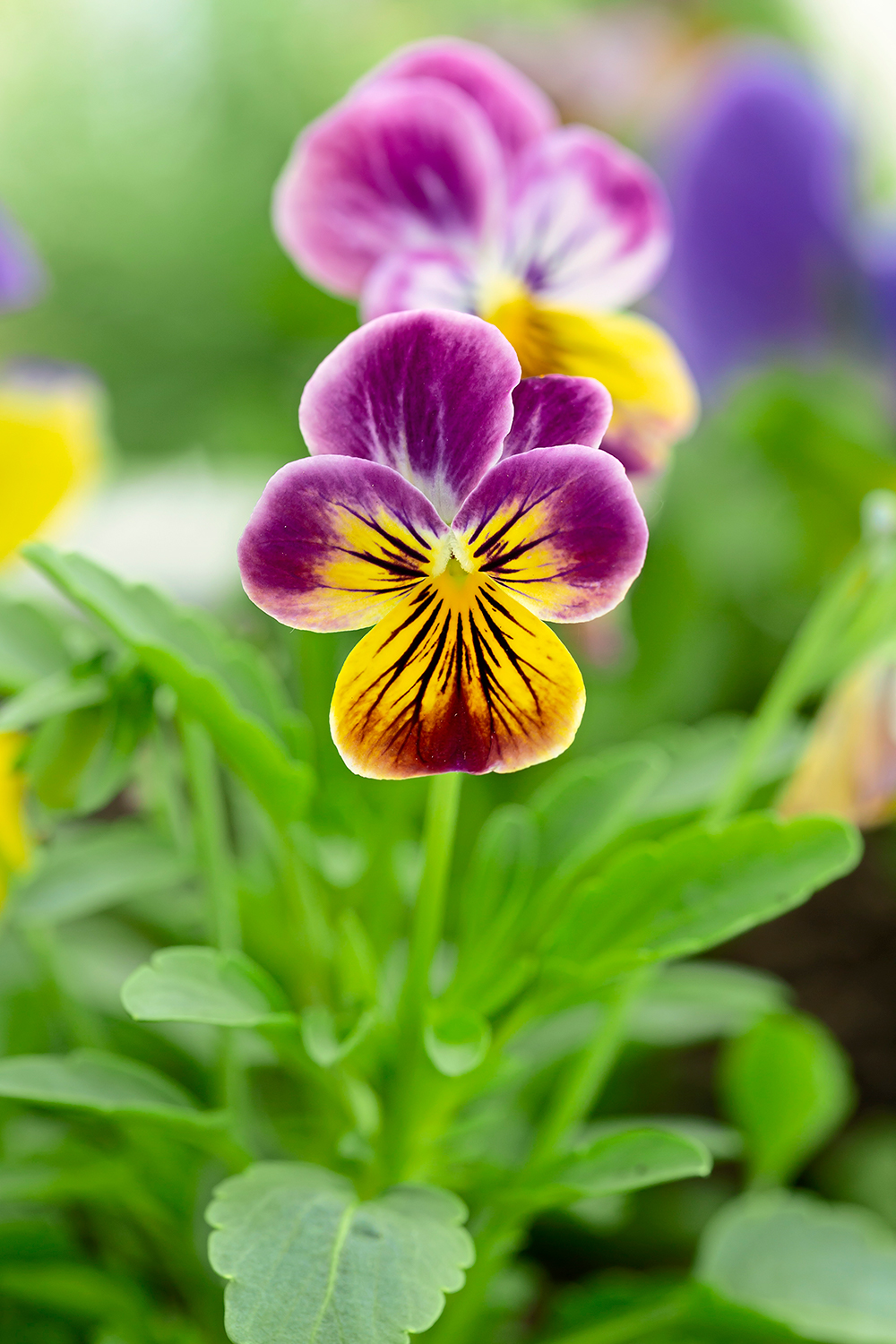 How to get your garden ready for winter | Better Homes and Gardens