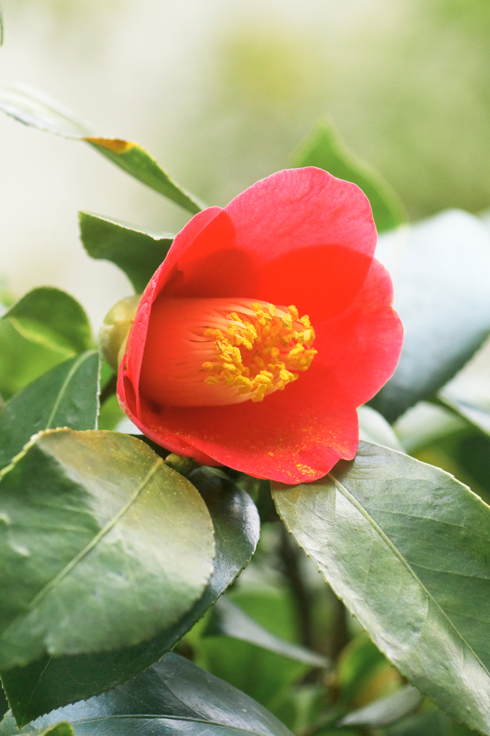 How To Grow Camellias: Plus, Best Camellia Varieties Australia | Better ...