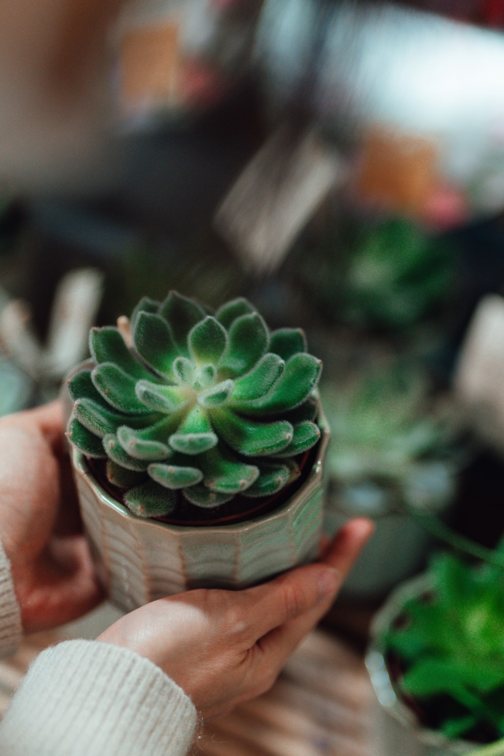 How to choose a healthy plant at the nursery | Better Homes and Gardens