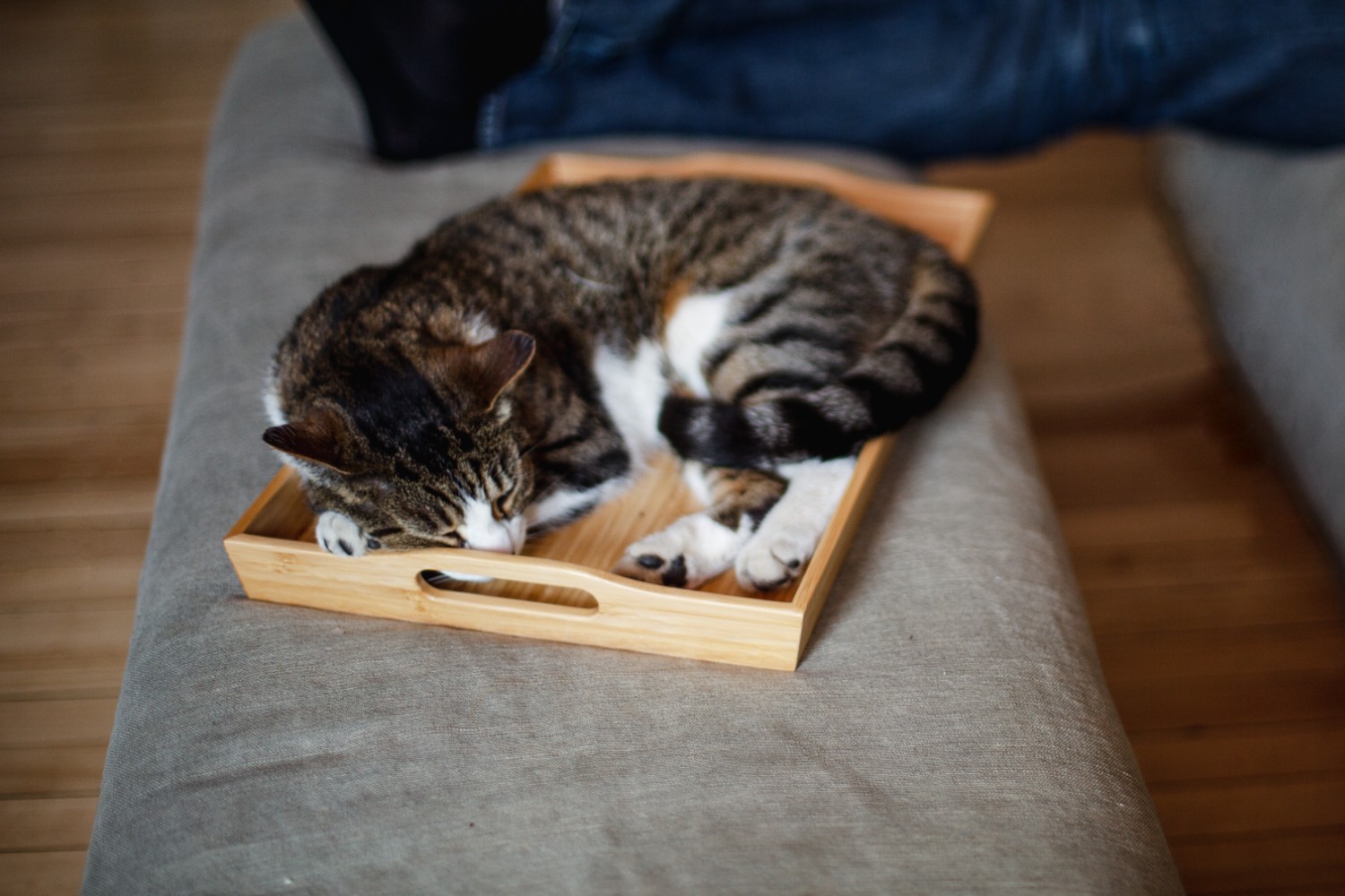 Why do cats love sitting in boxes? | Better Homes and Gardens