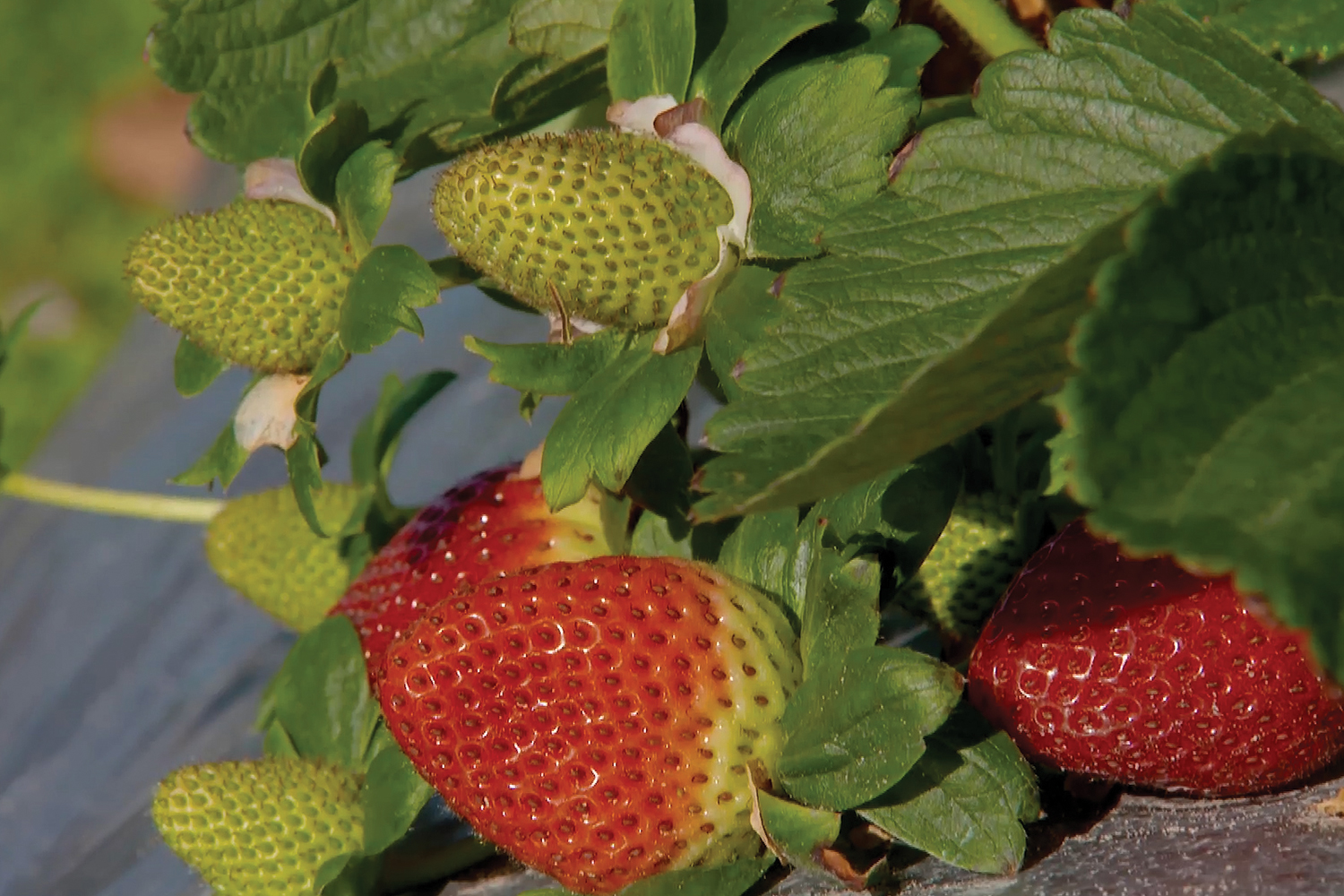 Fast Ed visits a strawberry farm | Better Homes and Gardens