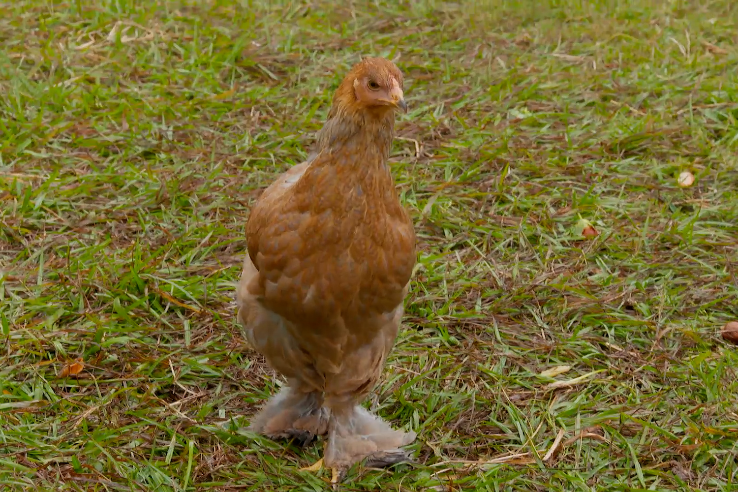 Dr Harry helps a hen-pecked rooster | Better Homes and Gardens
