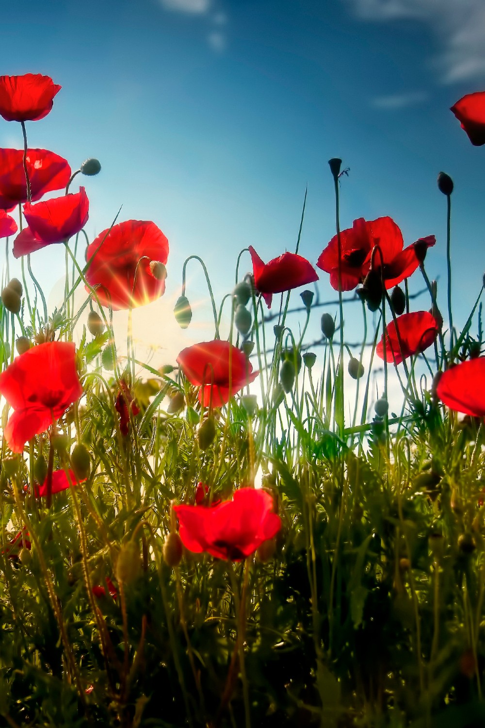 How to grow poppies | Better Homes and Gardens