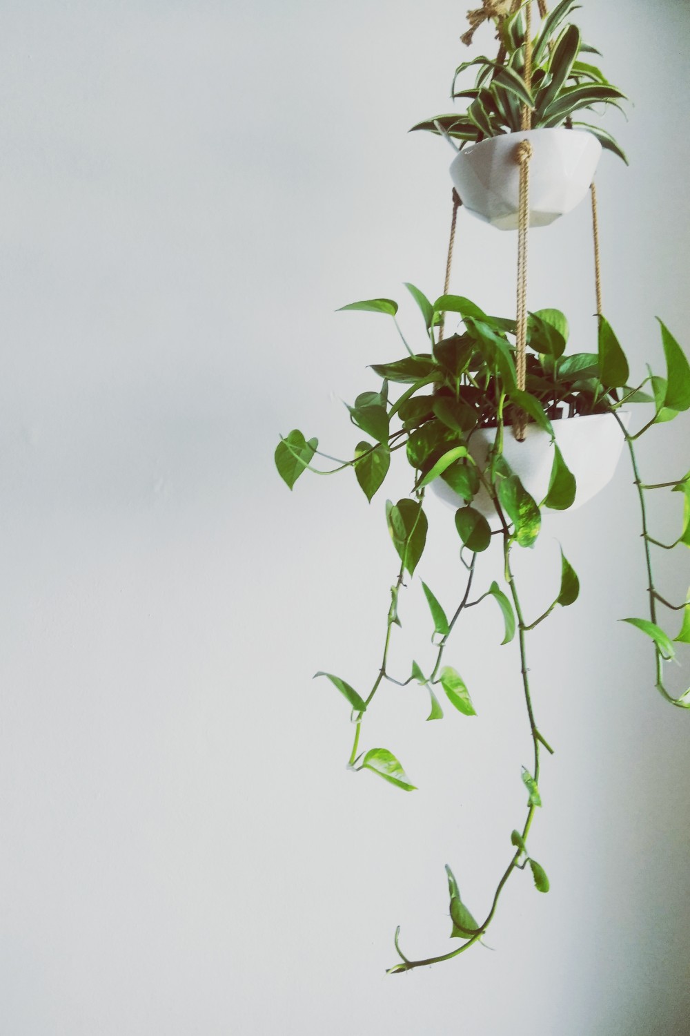 How to Get Rid of Scale Insects | Better Homes and Garden | Better ...