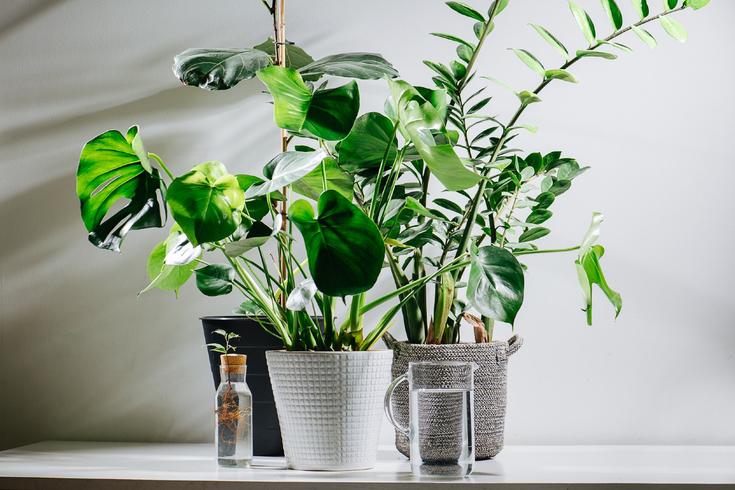 Plants that grow in water: 7 popular plants that don't need soil ...