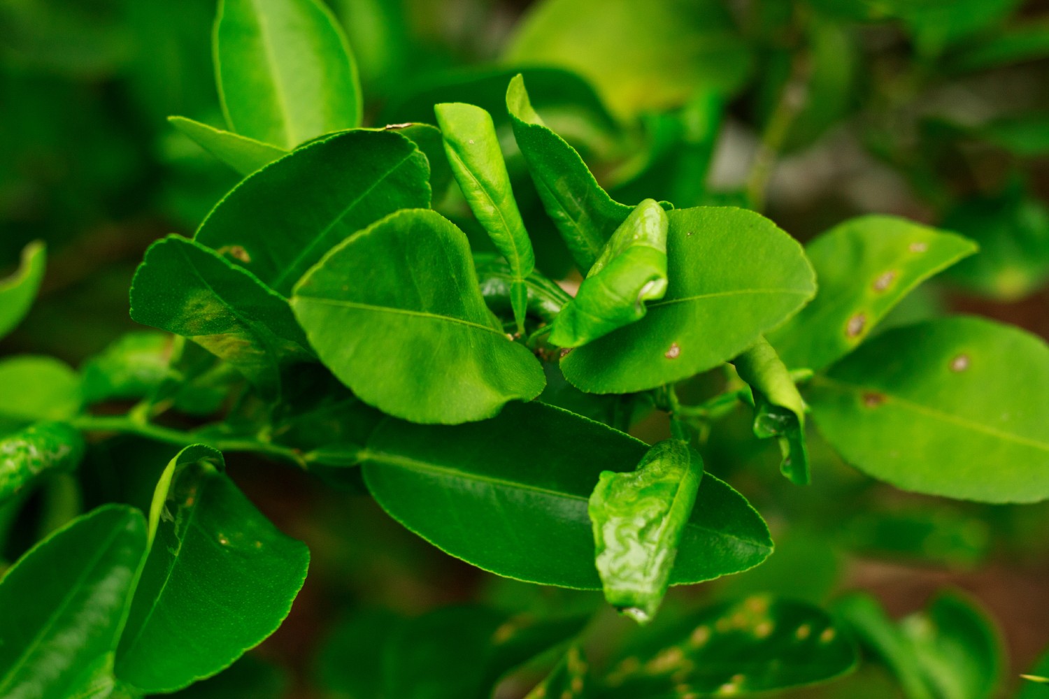 How to treat and prevent leafminers on citrus trees | Better Homes and ...