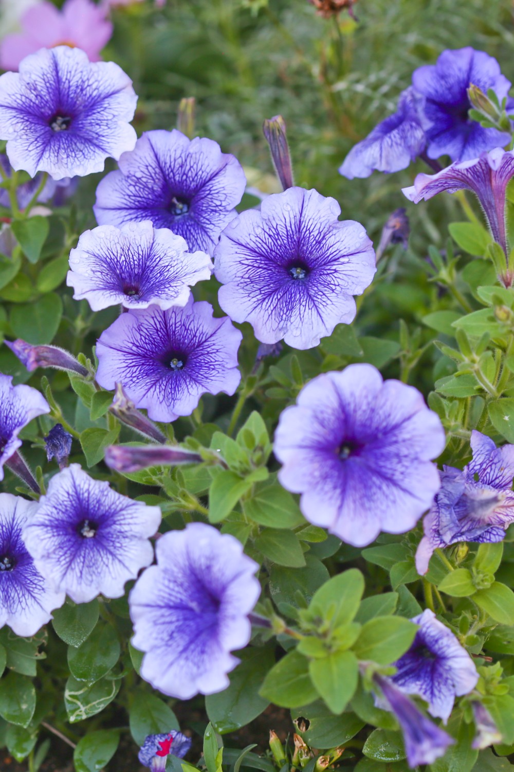 How to grow petunias: how to plant and care for petunias | Better Homes ...