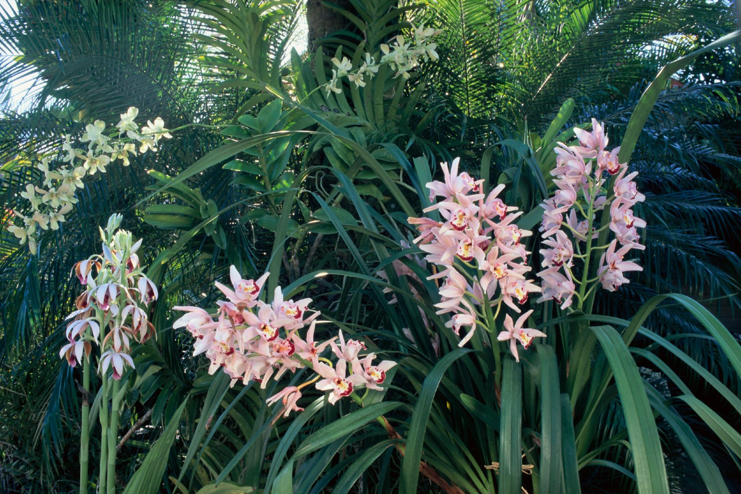 How to grow cymbidium orchids | Better Homes and Gardens