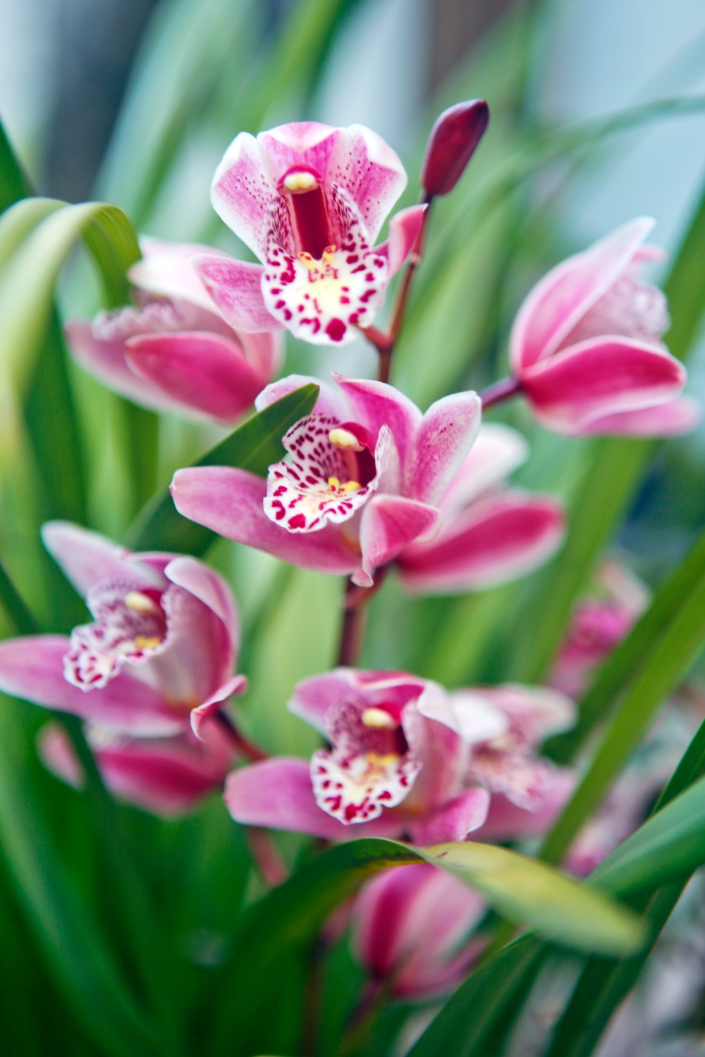 How to grow cymbidium orchids | Better Homes and Gardens