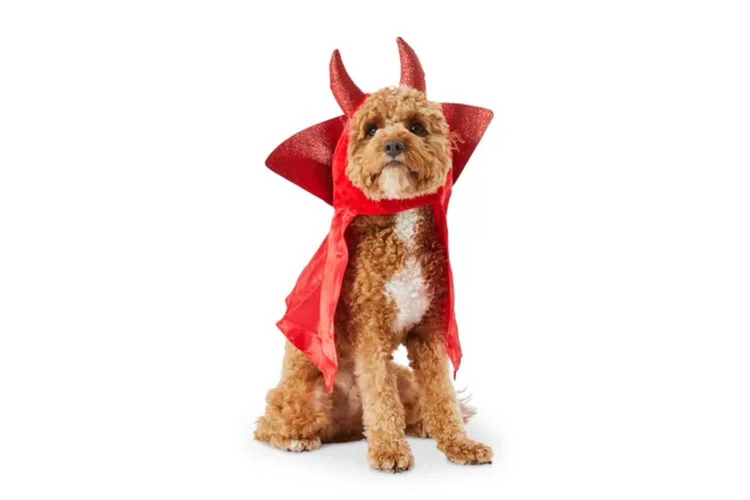 Petbarn has released hilarious Halloween costumes for pets | Better ...