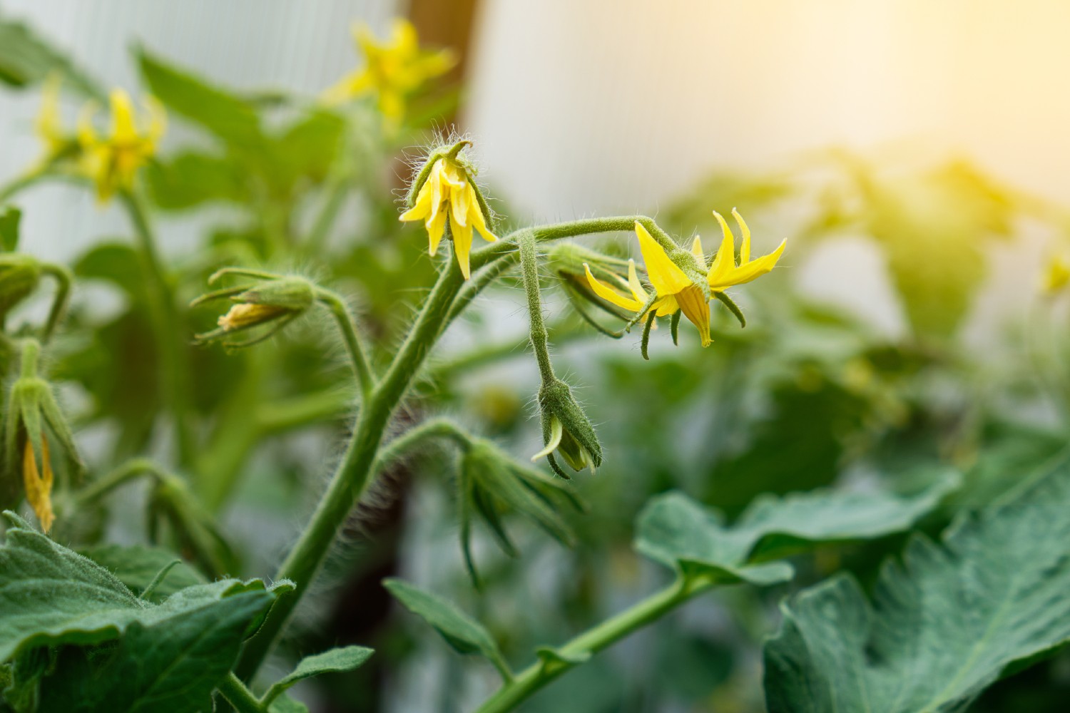 Why tomatoes can stop growing: do you have flowers but no fruit ...