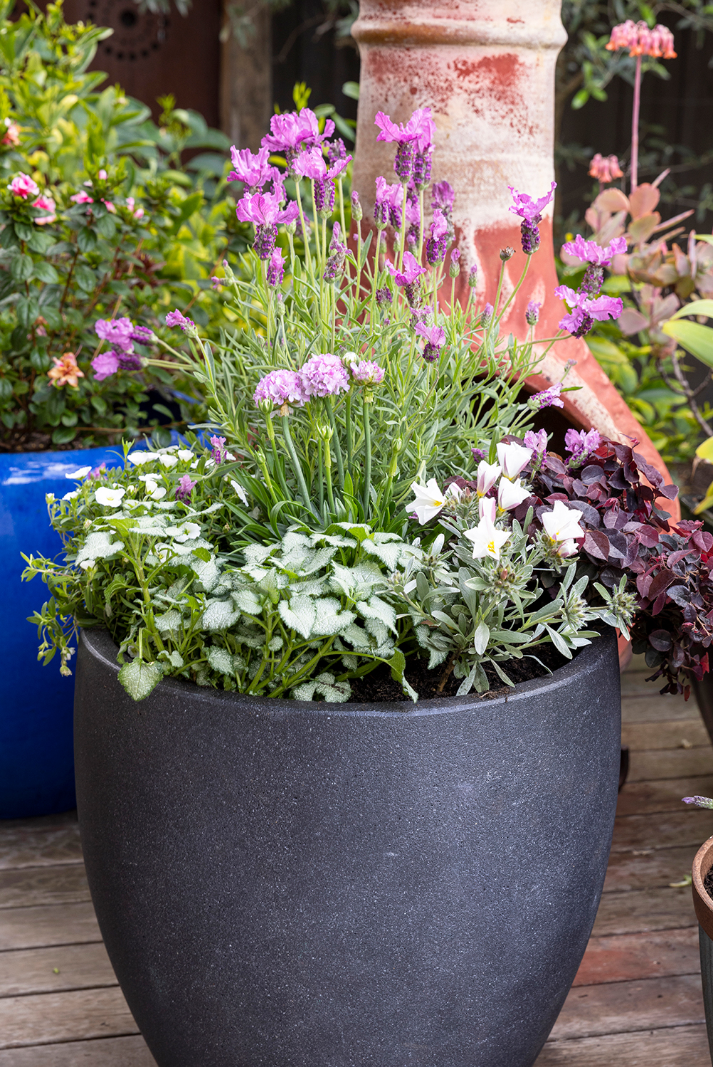 How to master the Thrill, Fill and Spill planting method | Better Homes ...