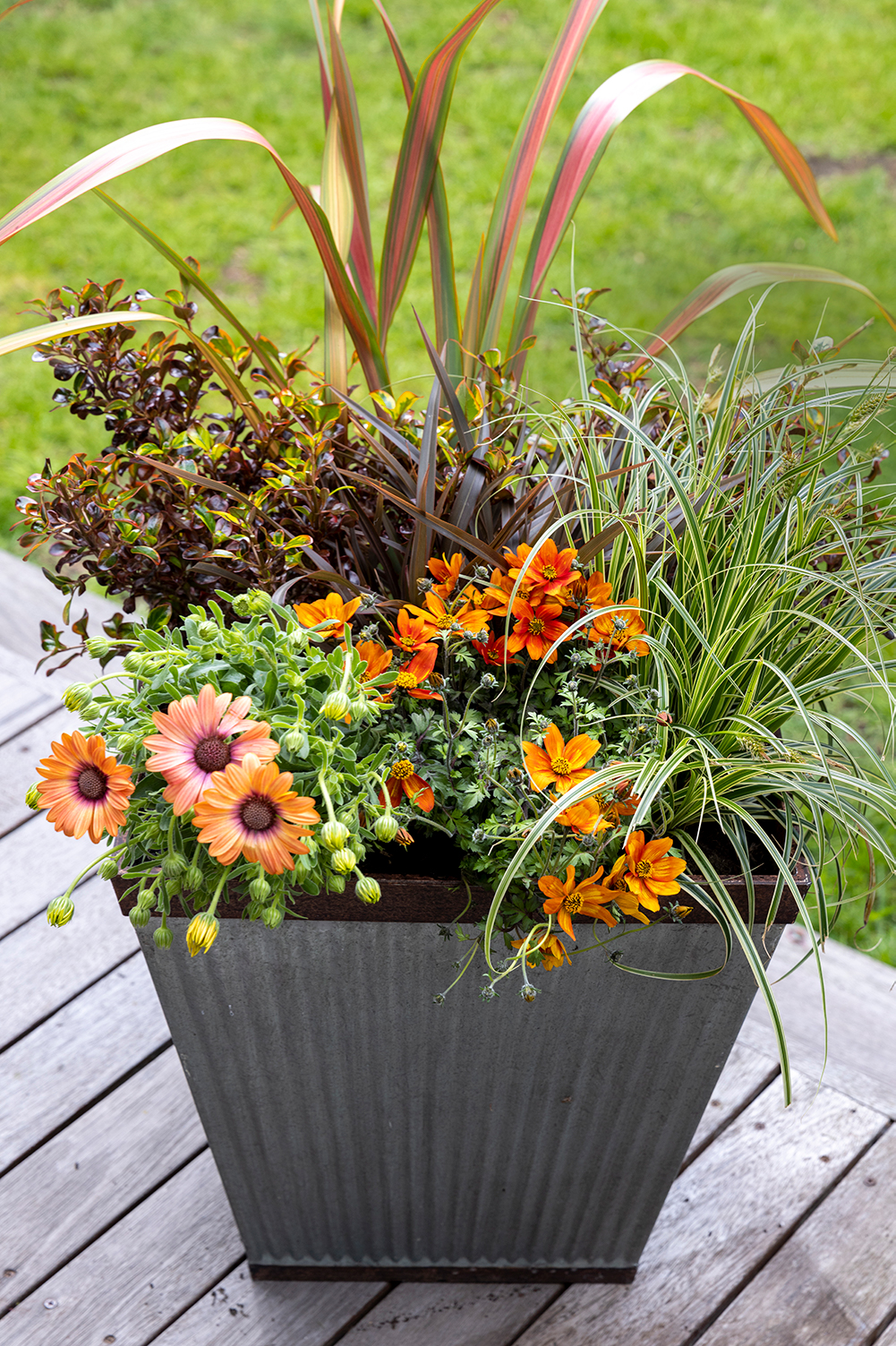 How to master the Thrill, Fill and Spill planting method | Better Homes ...