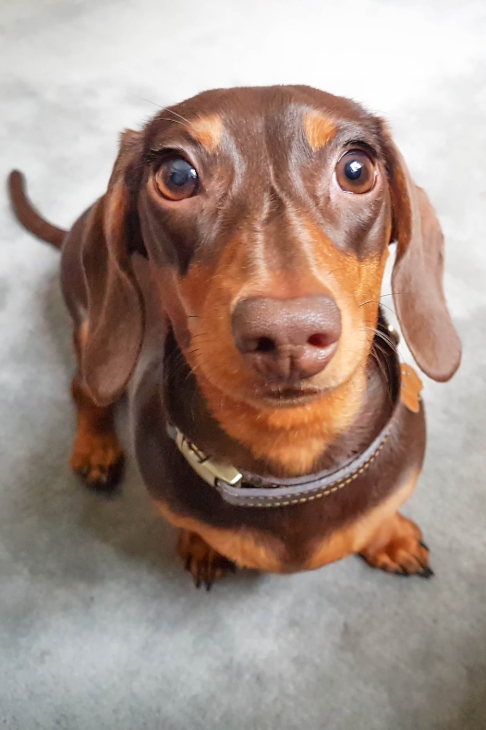 8 best dog crates to give your pup its own safe space | Better Homes ...