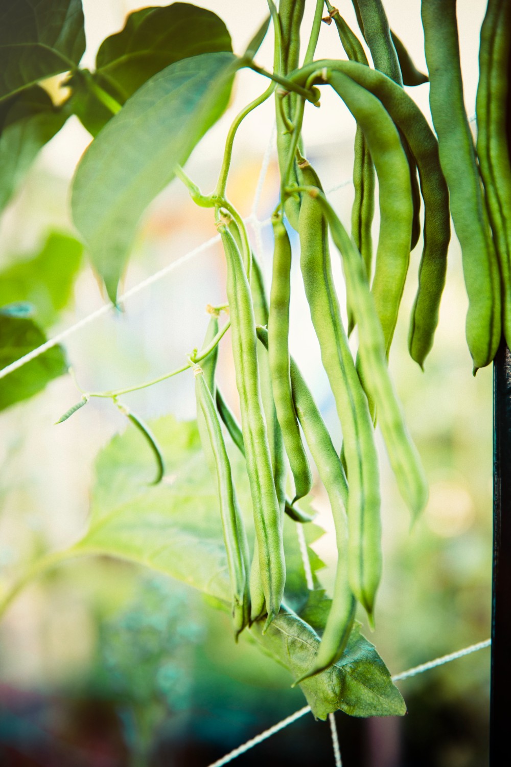 Growing Beans: Care Tips for Your Veggie Garden | Better Homes and Gardens