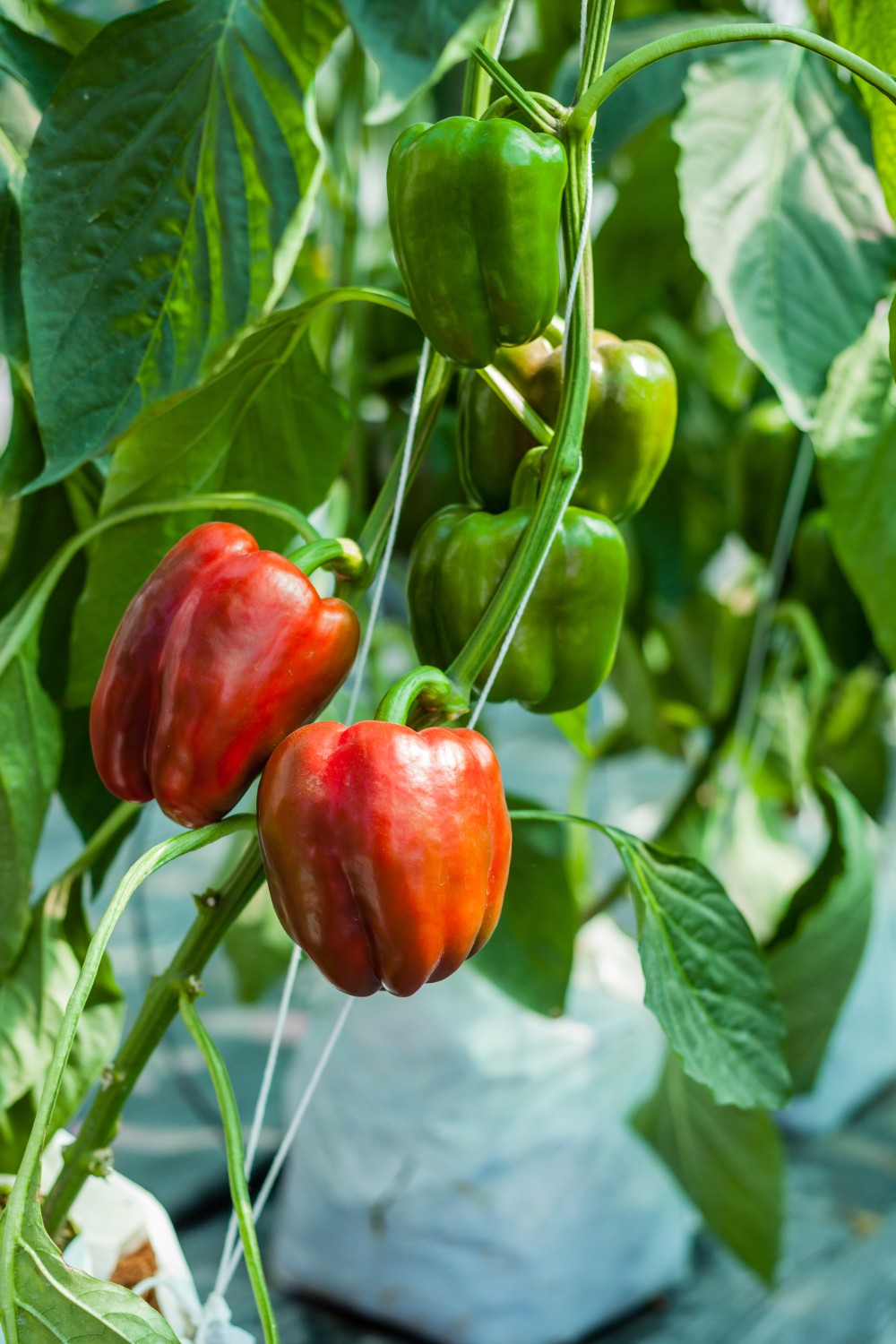 How to grow capsicum: everything you need to plant, grow and care for ...