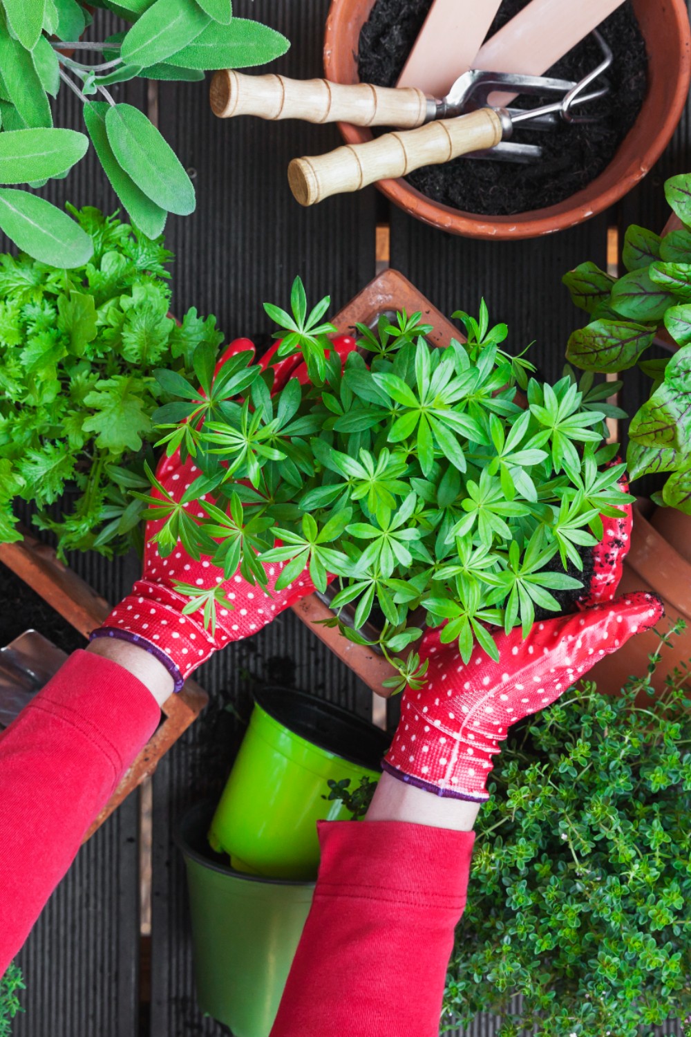 Legionnaires' disease: Urgent health warning for gardeners using ...